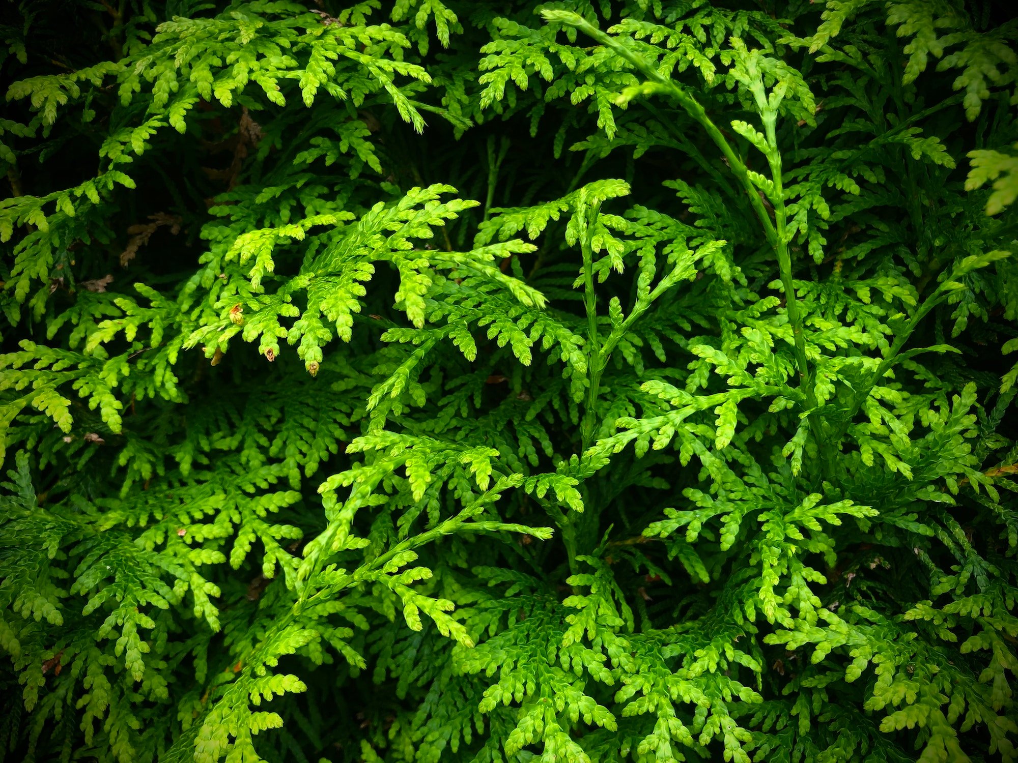 About Us - Evergreen Tree Care