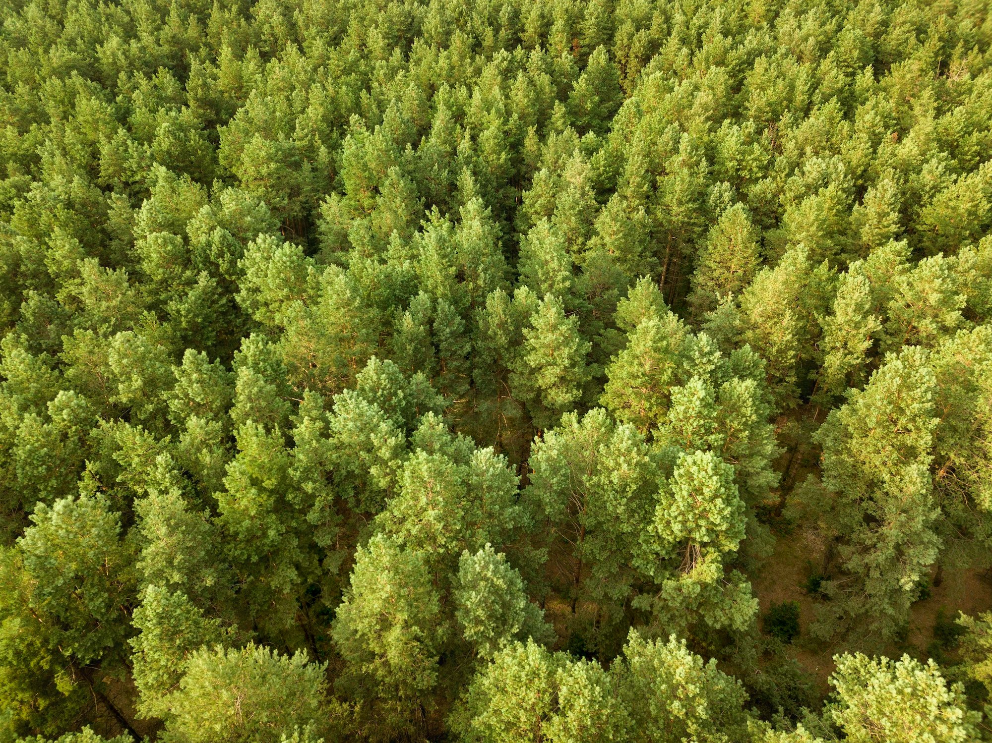 Arborist Reports - Evergreen Tree Care