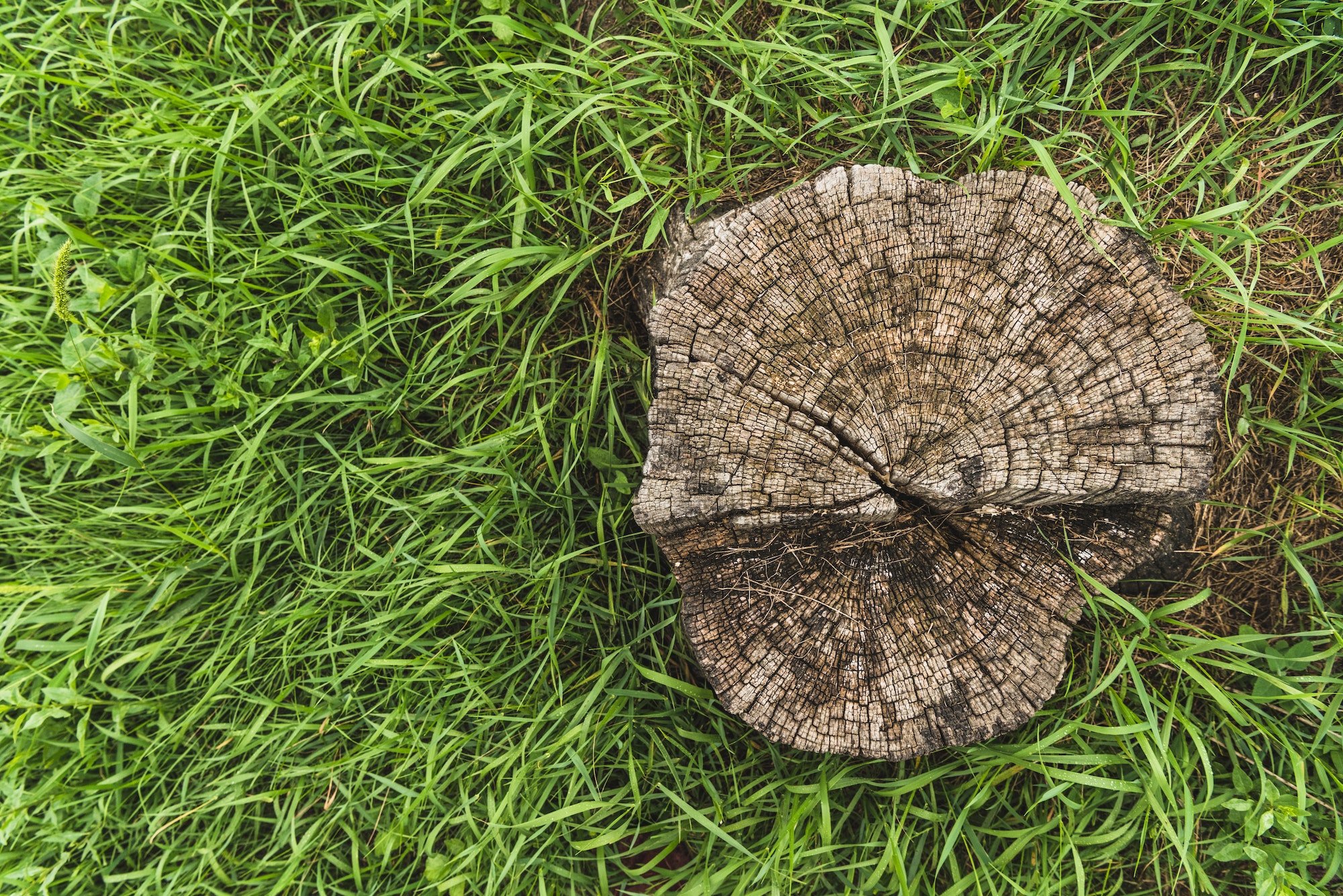 Stump Grinding - Evergreen Tree Care